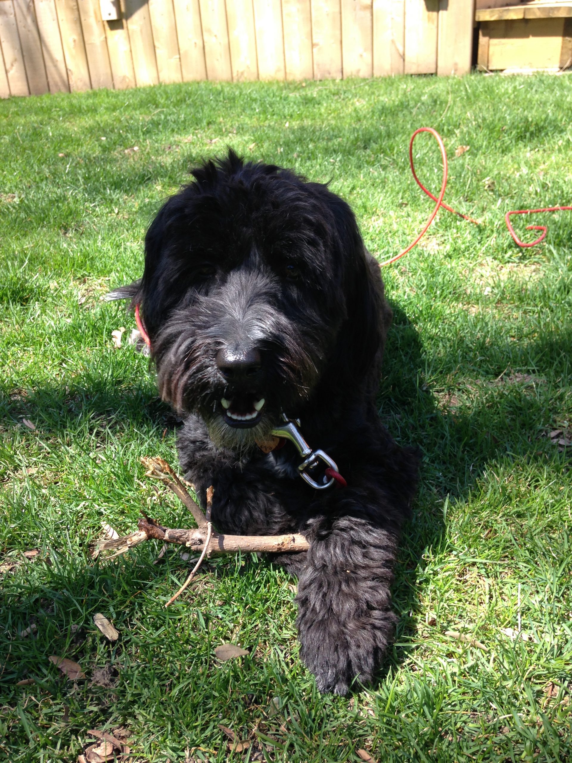 Entre chien et humain: l'aube d'une nouvelle histoire - ImaginAtlas